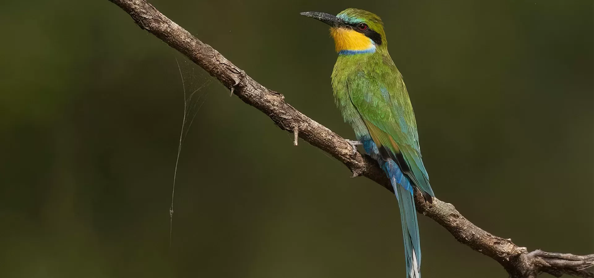 Birding Tours Uganda, Uganda Birdings Safaris, Birding in Uganda ...